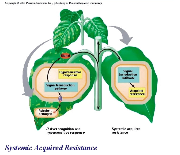 Systemic Aquired Resistance | A Plant's Internal Defence - Plant Life ...