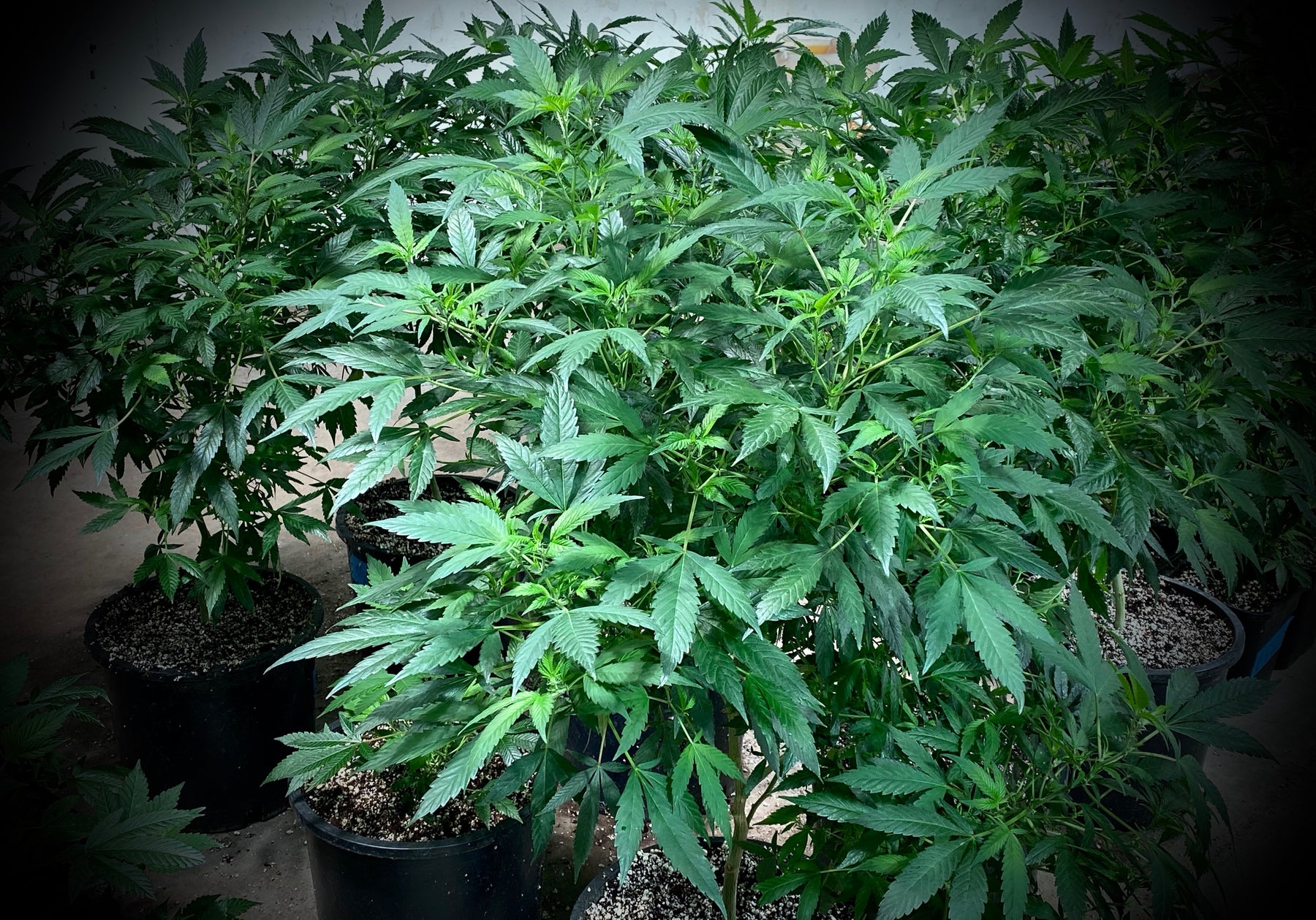 Brix and Your Plants - Plant Life Co Shop